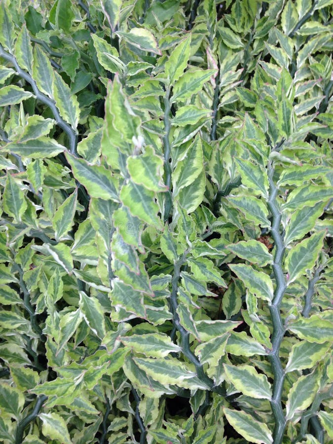 Patterns of leaf stock image. Image of green, leaf, plant - 42748543