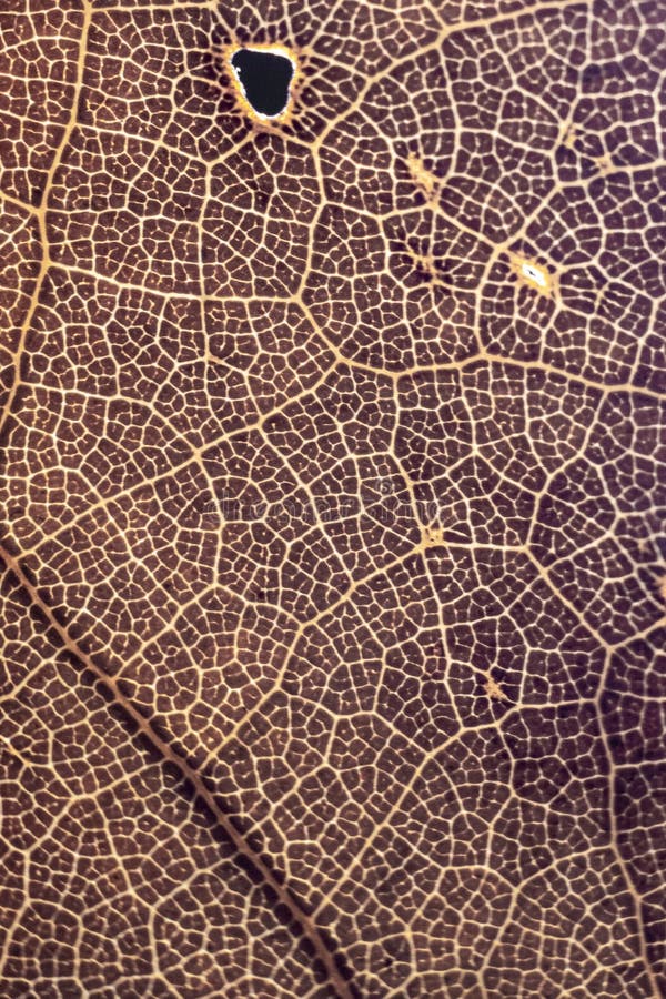 Patterns of Leaf Nerves that Look Like a Complex City Map Stock ...