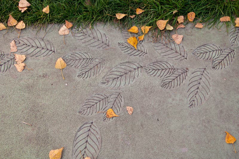 Patterns of Leaf Prints on a Concrete Road. Stock Image - Image of park ...
