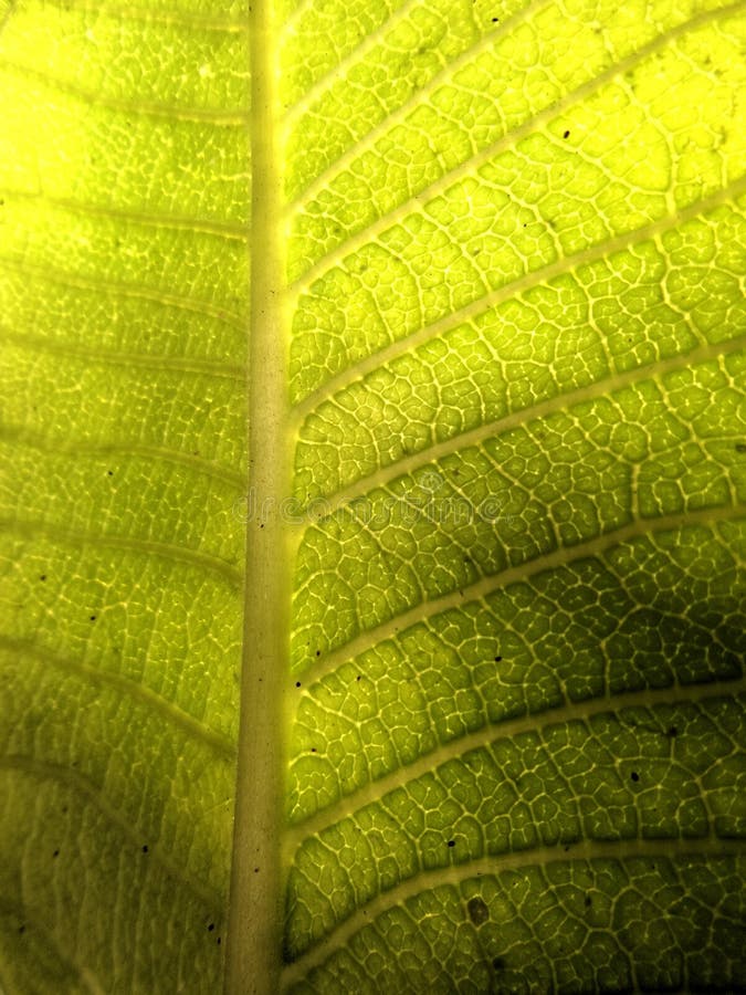 Patterns of the leaf veins stock image. Image of green - 69928827