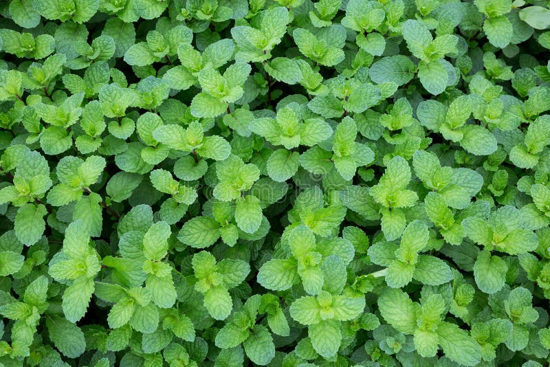 Patterns and Leaves Green Plants. Stock Photo - Image of plants, lawn ...