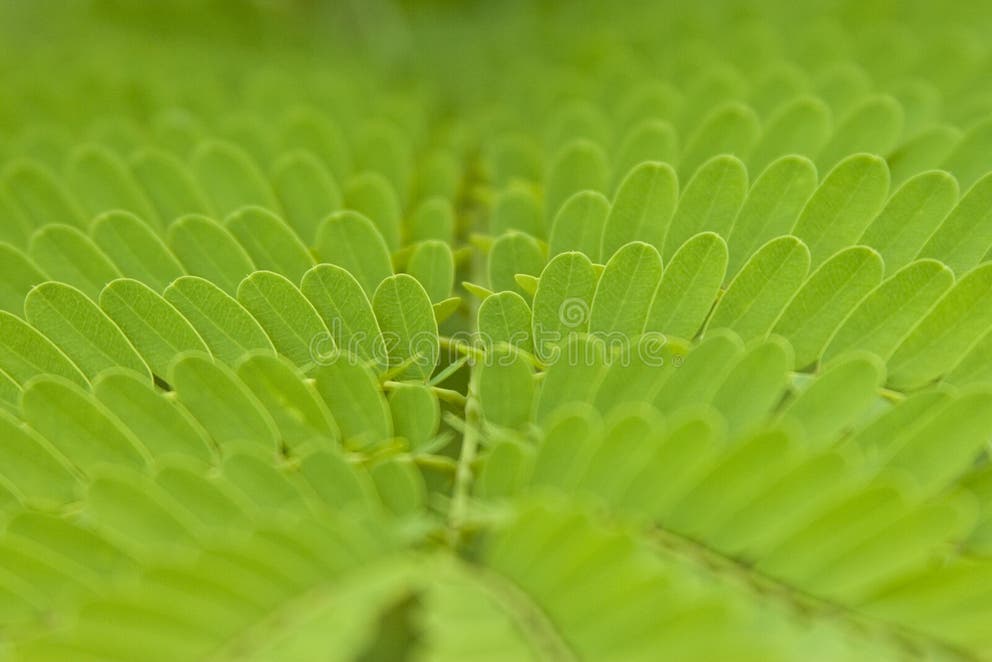 Patterns made by leaves stock image. Image of outdoor - 4389883
