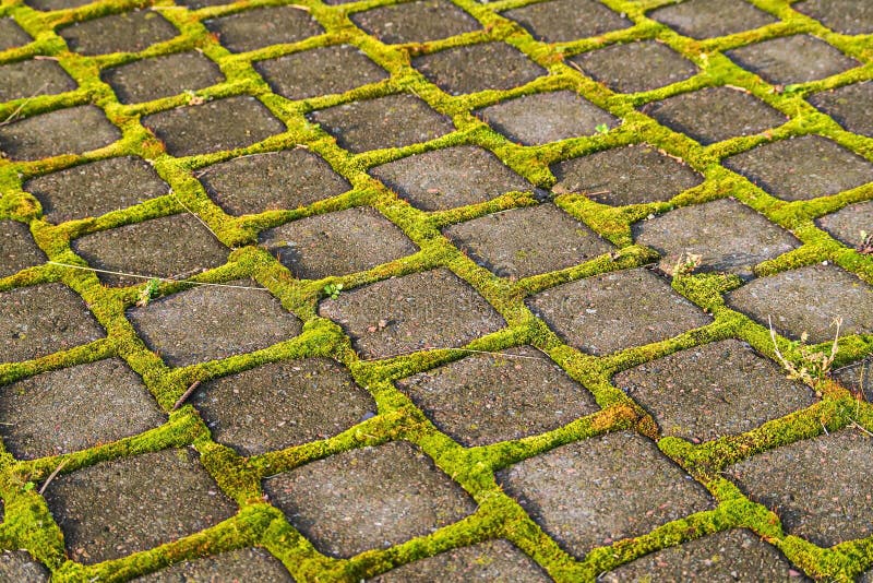 Patterns of Moss and Tiles. Stock Image - Image of patterns, detail ...