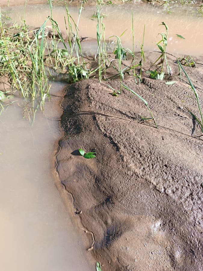 Patterns in the Mud, Nature As Art Editorial Photo - Image of flooring ...