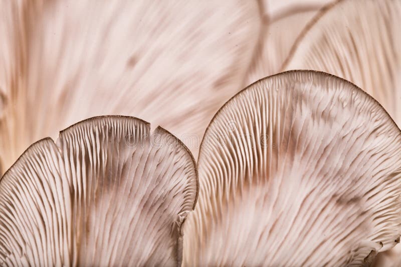 Patterns on a mushroom stock image. Image of detailed - 126196579