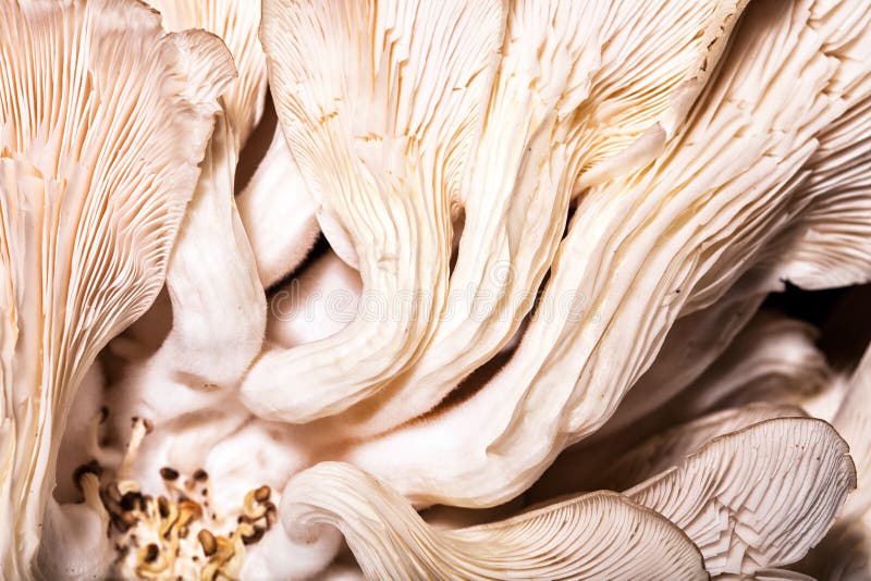 Patterns on a mushroom stock photo. Image of equestrian - 126196866