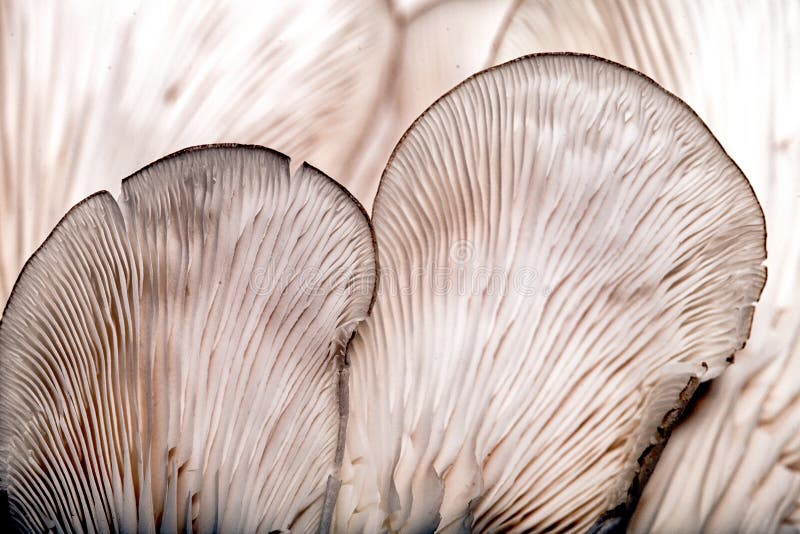Patterns on a mushroom stock image. Image of equestrian - 126196931