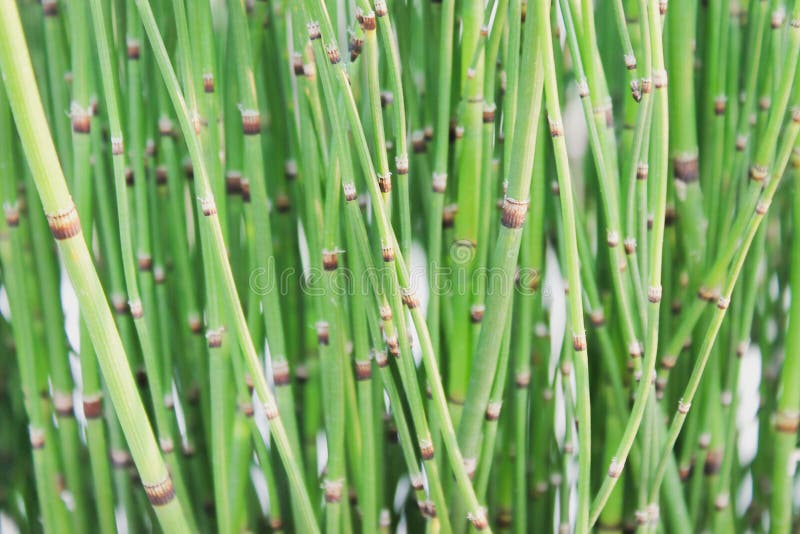 Patterns Nature Row Grove of Line Small Green Tree Texture for ...