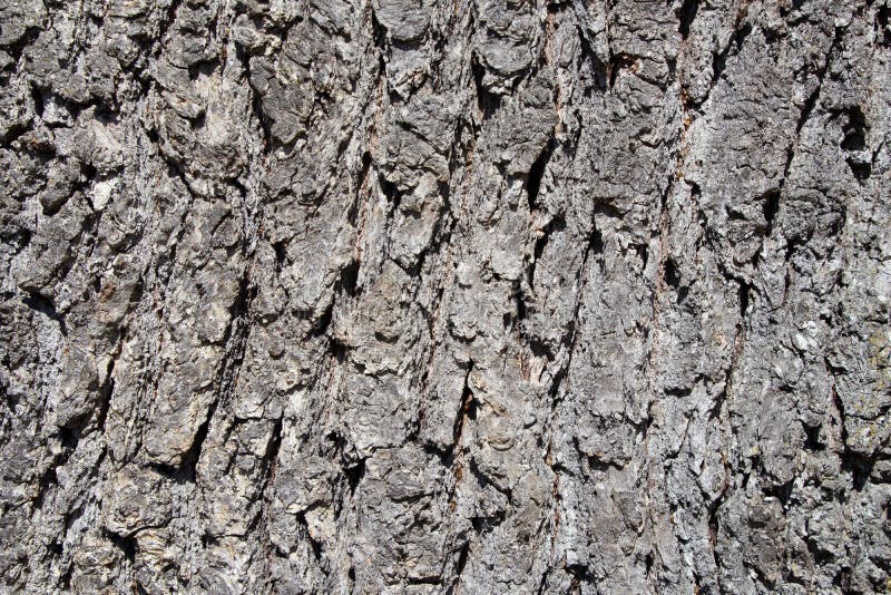 Tree Bark Texture of Prunus Avium or Wild Cherry with Beautiful Shiny ...