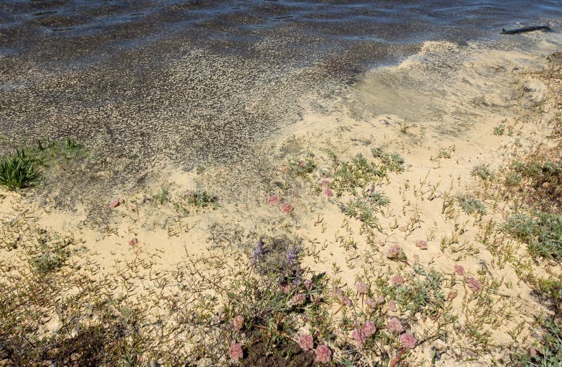 Patterns and Plants in Pollen on the Water Stock Image - Image of ...