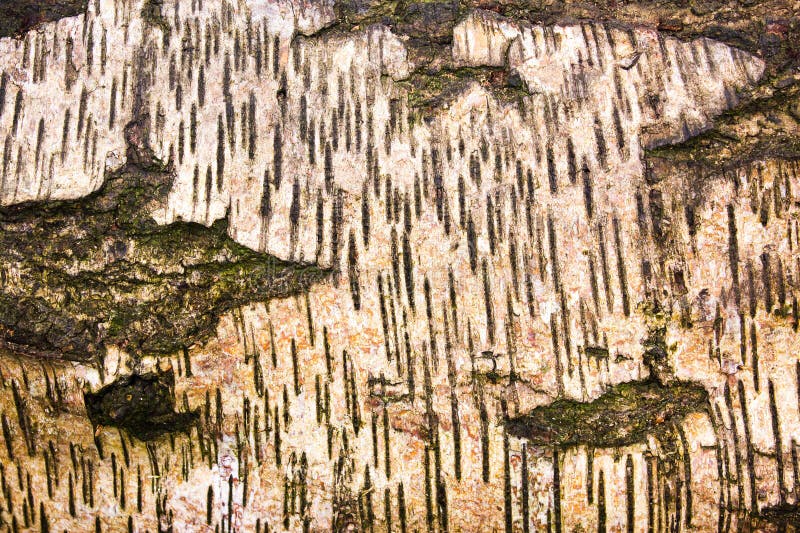 Abstract Patterns in Nature Stock Image - Image of bark, gold: 146012779