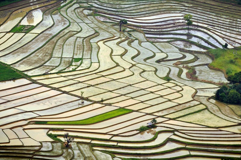 Rice Patterns Paddies Stock Photos - Free & Royalty-Free Stock Photos ...