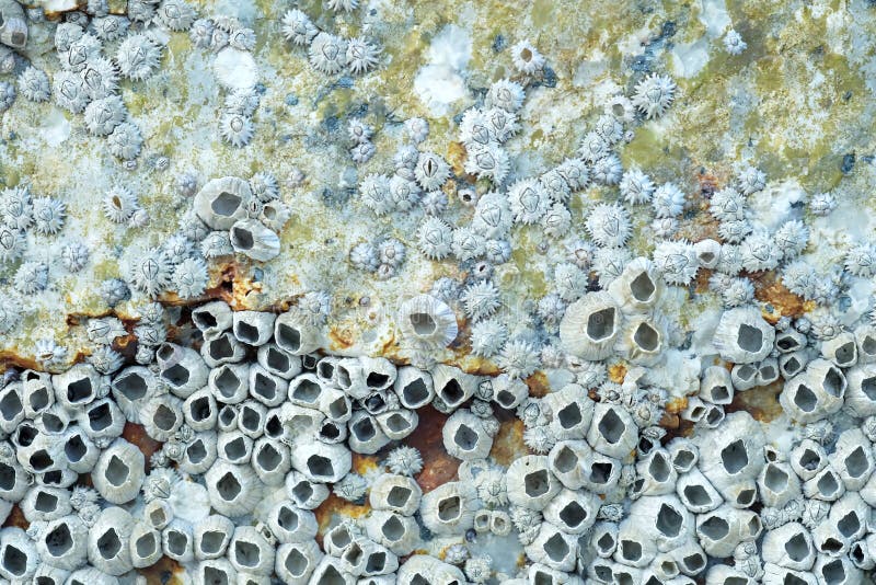 Patterns from Rock Barnacles Stock Photo - Image of crustation, marine ...
