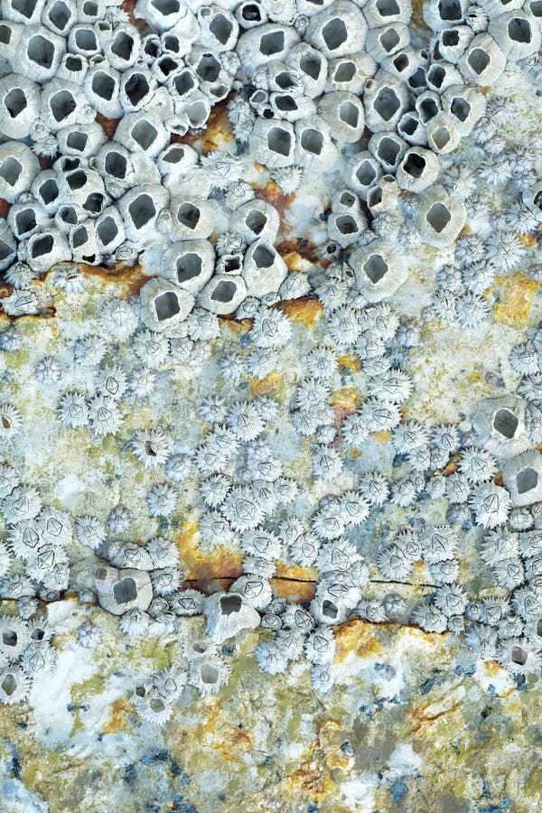 Patterns from Rock Barnacles Stock Photo - Image of aqua, detail: 70778868