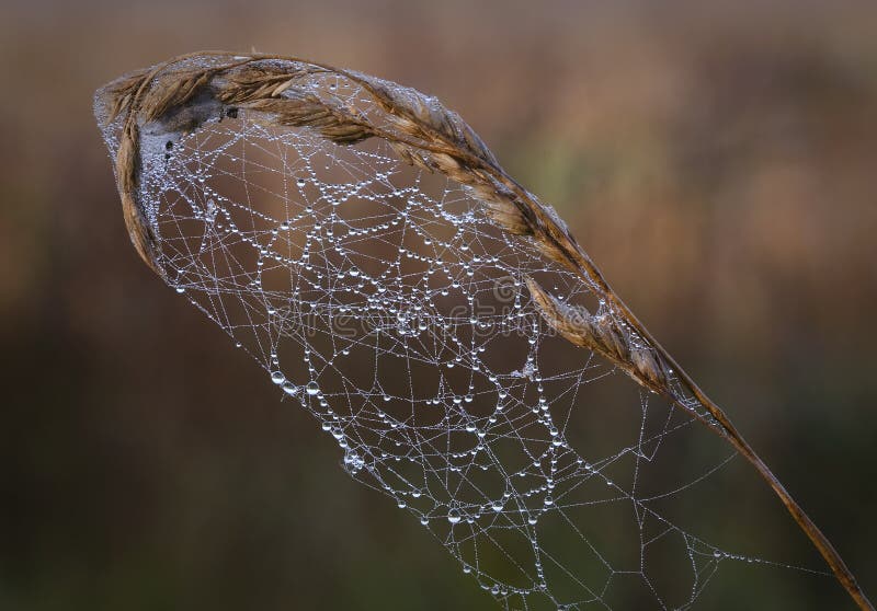 Patterns of the Russian Spiders Stock Photo - Image of pattern, rain ...