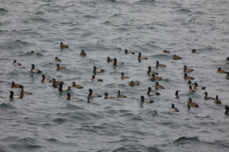 Seabirds Drifting in the Sea Where the Cold Wind Blows Stock Image ...