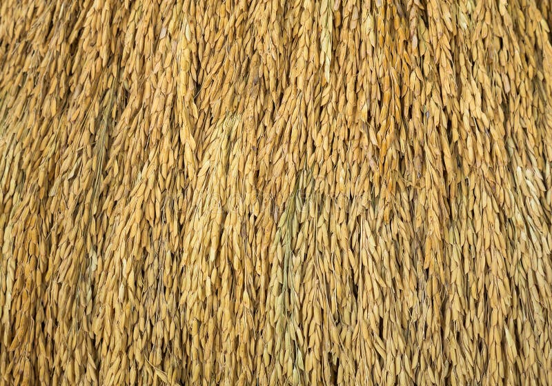 Patterns of seed paddy. stock image. Image of pattern - 273644275