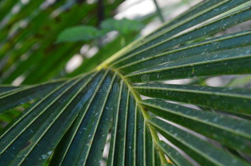 Patterns, Shapes and Striped of Coconut Leaves, Background of Green ...