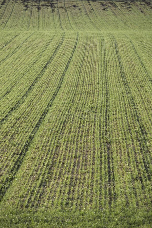 Patterns in a sown field stock photo. Image of cultivating - 175931452