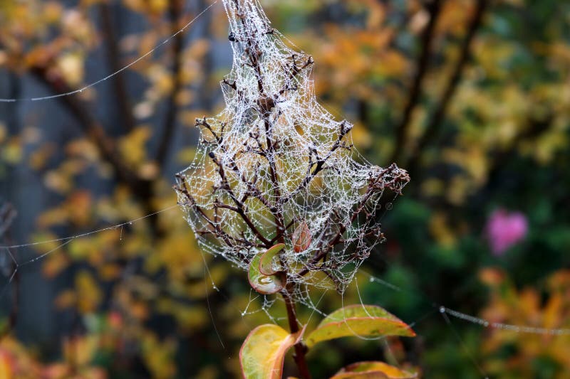 Patterns of Spider Web with Dew Drops Shining on Its Silken Threads ...