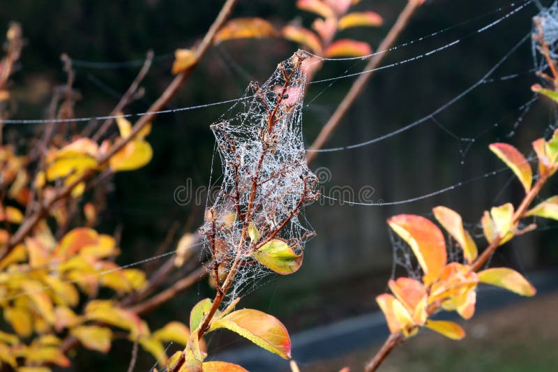 Protein Structure Line Stock Photos - Free & Royalty-Free Stock Photos ...