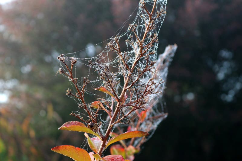 Patterns of Spider Web with Dew Drops Shining on Its Silken Threads ...