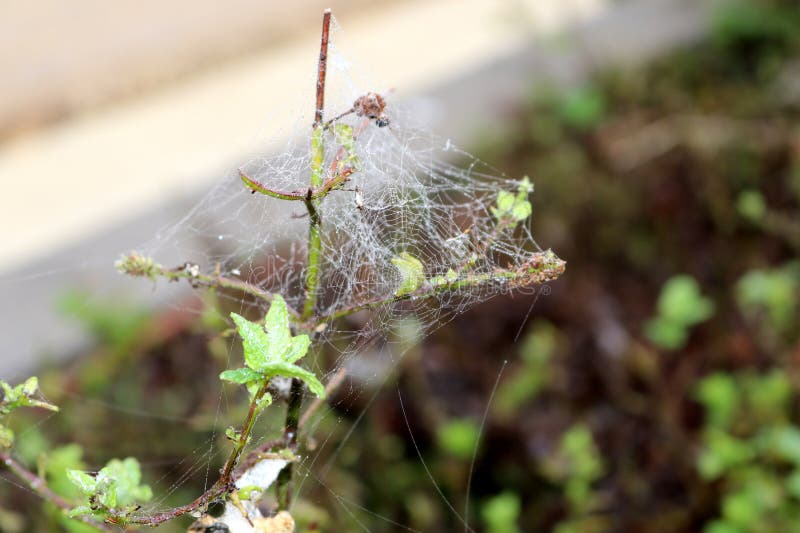 Patterns of Spider Web with Dew Drops Shining on Its Silken Threads ...