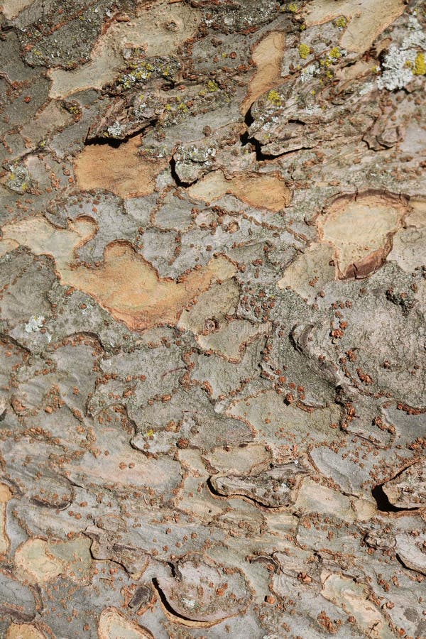 Texture on Bark, Silver Birch Tree, Betula Pendula Stock Photo - Image ...
