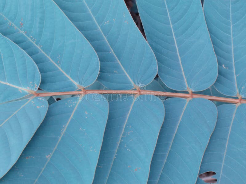 Patterns and Textures of Leaves, Leaves in Pairs on Both Sides. Vintage ...