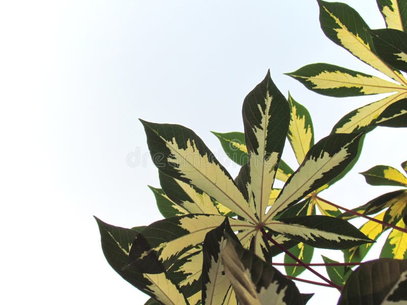 Patterns and Textures of Leaves Under the Sky Stock Photo - Image of ...