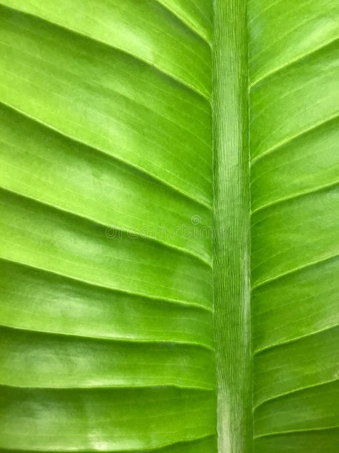 Natural stock image. Image of patterns, colors, natural - 174526091