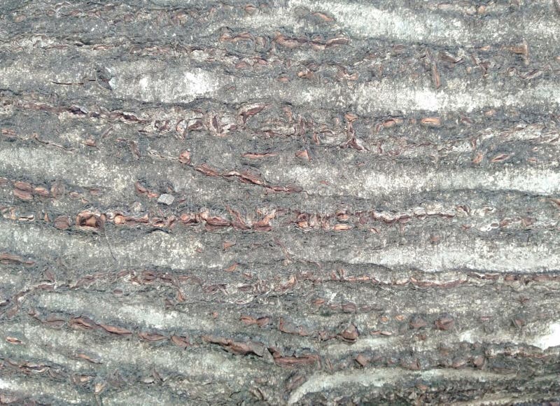 Patterns and Textures of Tree Bark Stock Image - Image of tree, pattern ...