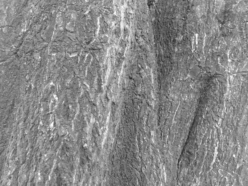 Patterns and Textures of Trees Stock Image - Image of natural, black ...