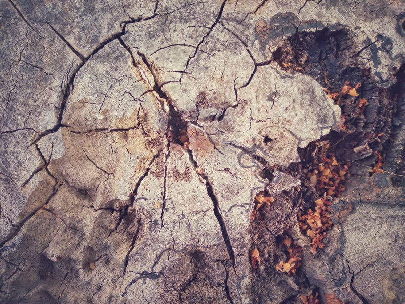 Patterns of Timber, Trees and Dry Leaves Stock Photo - Image of ...