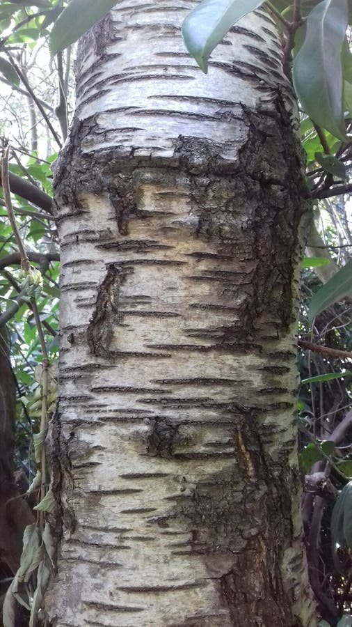 Patterns on a tree stock image. Image of leaf, branch - 192819899