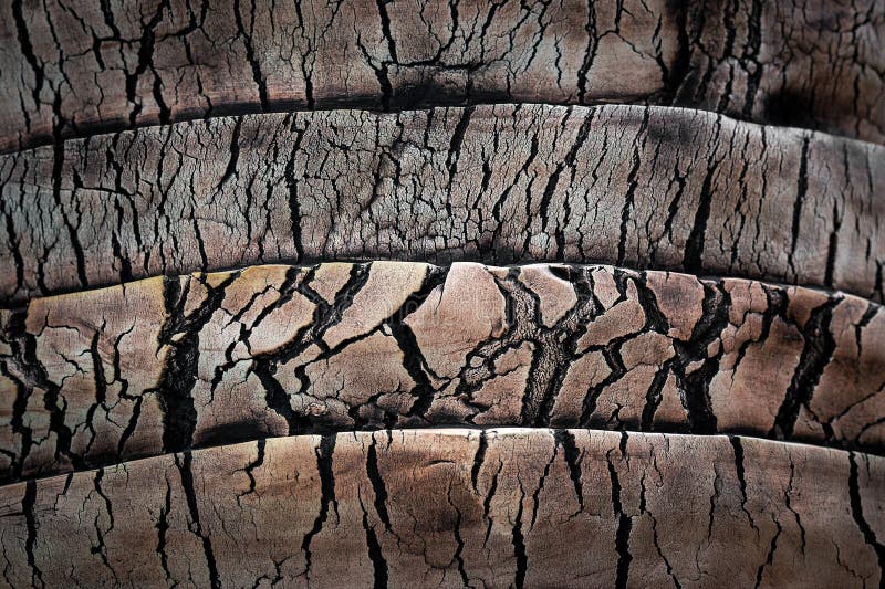 Patterns of tree bark. stock photo. Image of land, patterns - 295774172