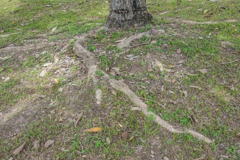 Patterns of tree roots stock photo. Image of abstract - 60916694