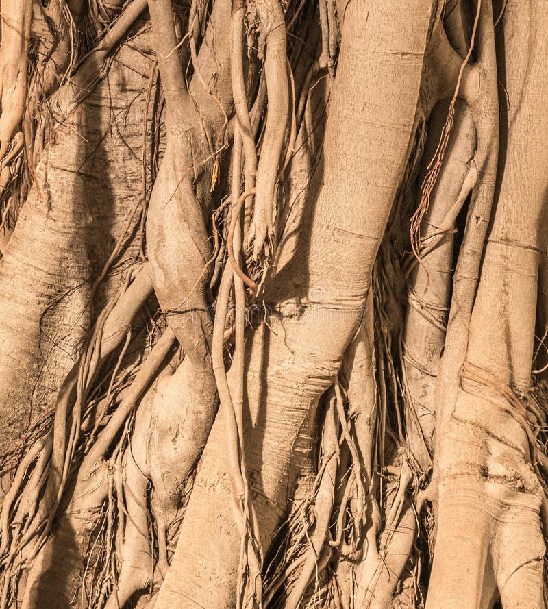 Patterns of tree stock photo. Image of ruined, sacred - 76050842