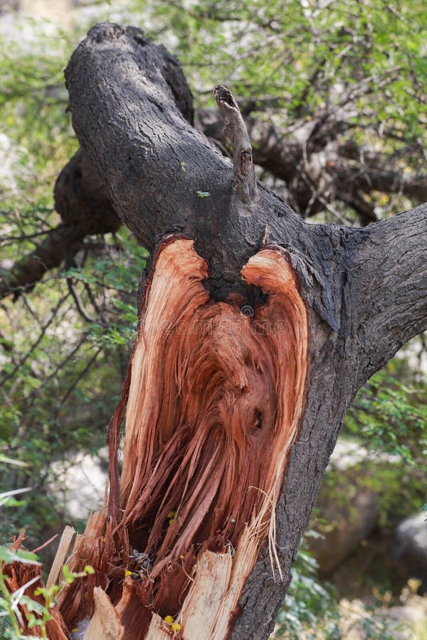 Patterns of the Tree Skin Texture. Real Nature Content for Sample ...