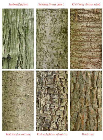 Patterns of trees trunk stock photo. Image of forest - 20150508