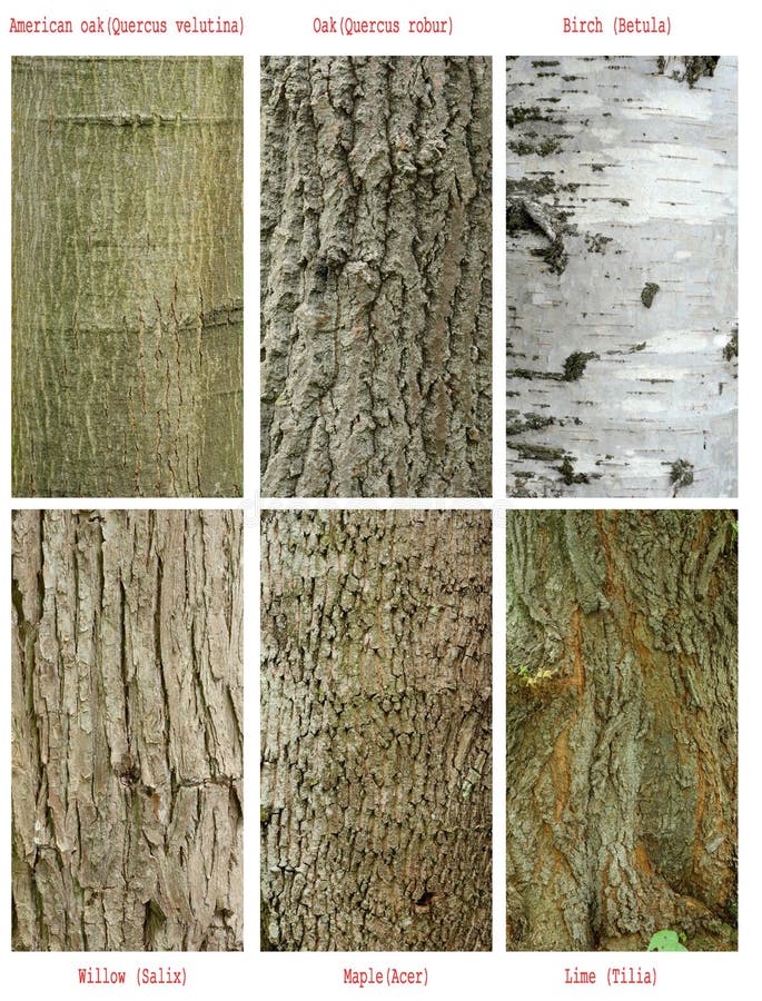 Patterns of trees trunk stock image. Image of bark, hornbeam - 20150611