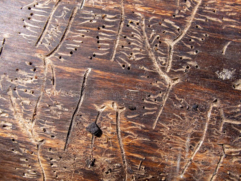 Patterns of Various Shapes on Wood, Left by the Bark Beetle. the Tree ...