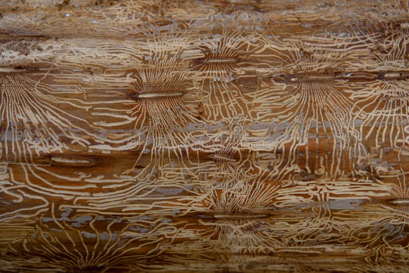 118 Bark Beetle Patterns Stock Photos - Free & Royalty-Free Stock ...