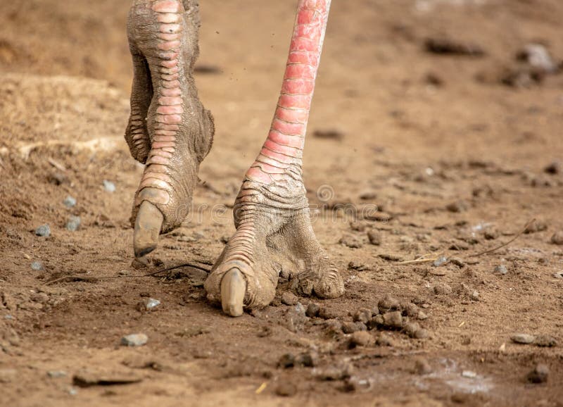 Jambes d'autruche image stock. Image du pattes, grand - 42176937
