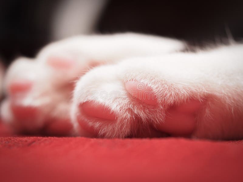 Macro des pattes de chat photo stock. Image du toned - 65139116