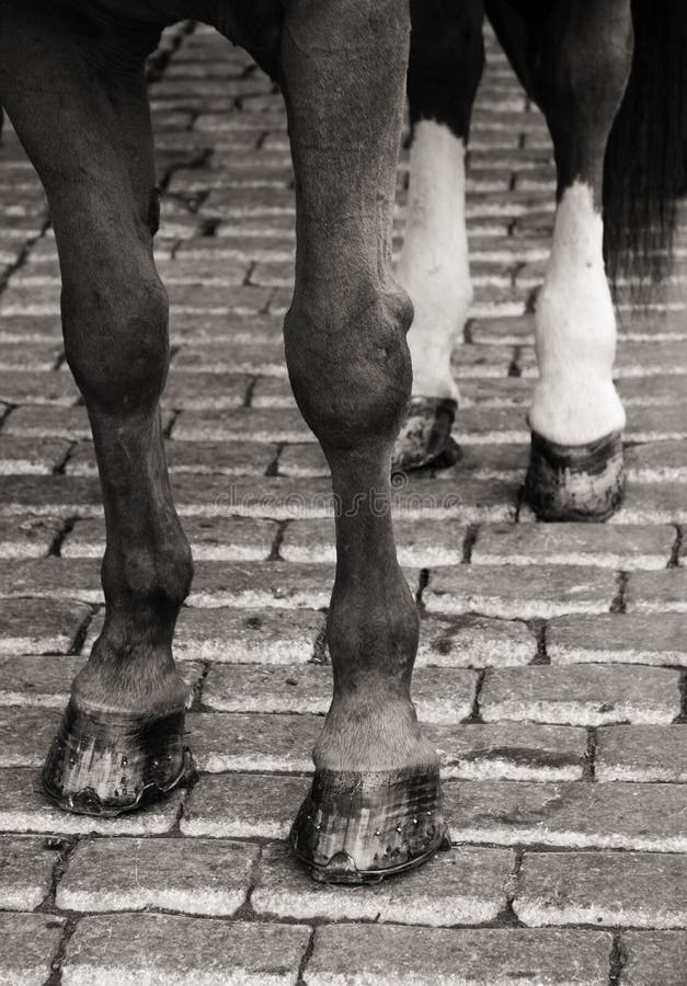 Pattes De Cheval Photos Stock - Téléchargez 3,052 Photos libres de droits