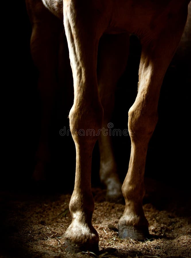 Pattes de cheval image stock. Image du blanc, cheval, sabots - 3157225