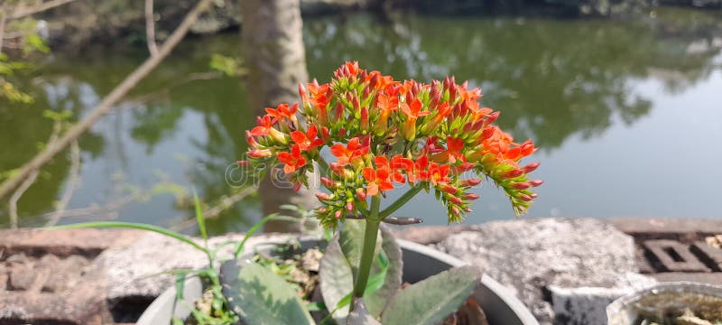 Patthar Kuchi Flower the Red Flower Stock Image - Image of grass ...