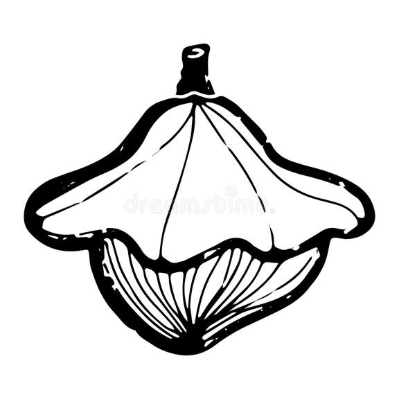 Pattison stock vector. Illustration of doodle, delicious - 308574977