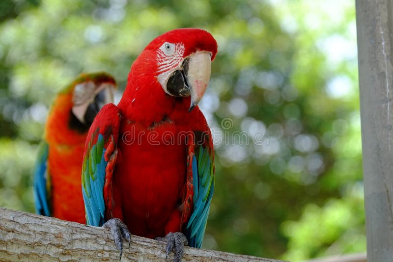 Parrots stock image. Image of bird, parrots, branch, tropical - 94406481